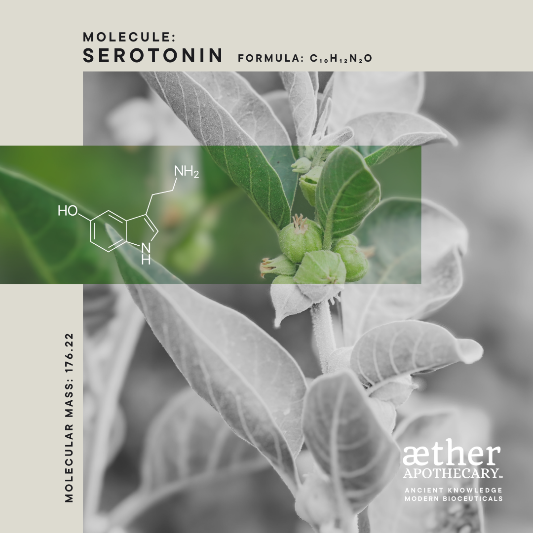 Serotonin: Unleashing the Wonder of the Human Body – aetherapothecary